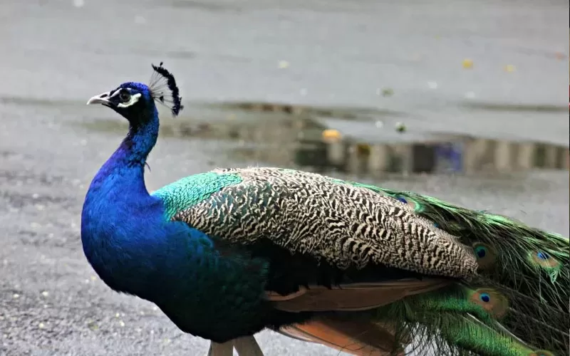 Majestic Peacock: Palm Beach Zoo Series