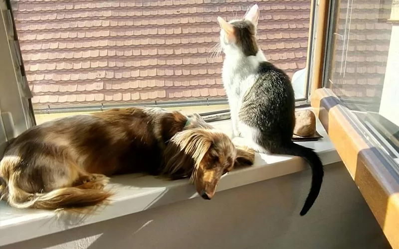 Renting With Pets: Top Tips for Finding Your New Pet-Friendly Rental